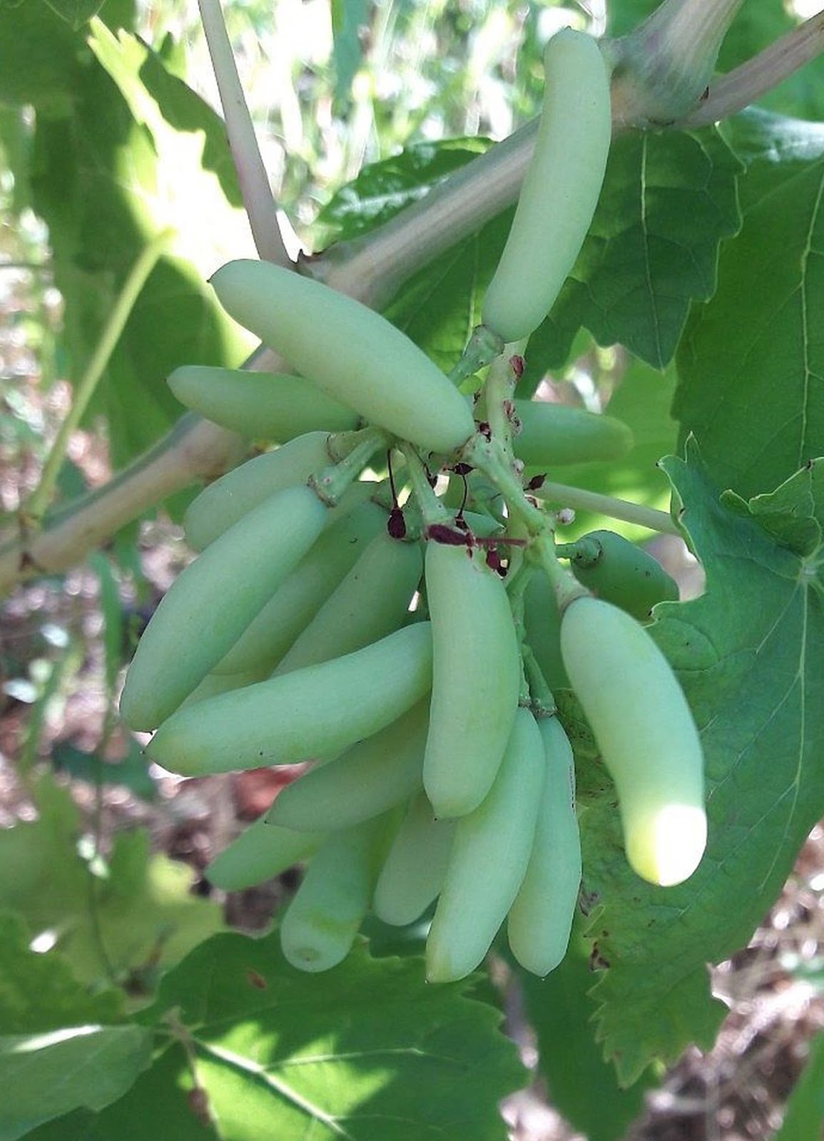 Anggur jenis Sweet sapphire (Moon drops, Avatar) | Pohon Anggur Genjah
