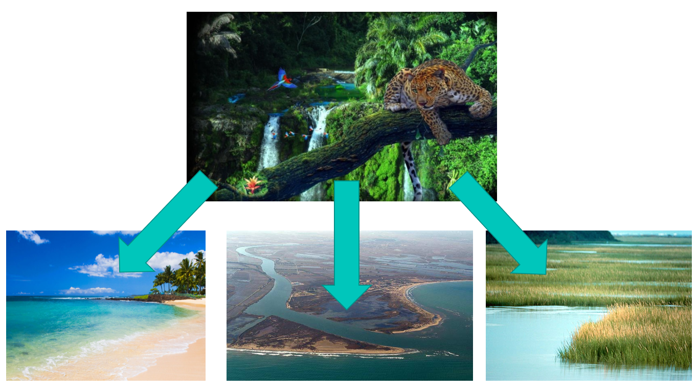 .: Unit 6 ECOSYSTEMS