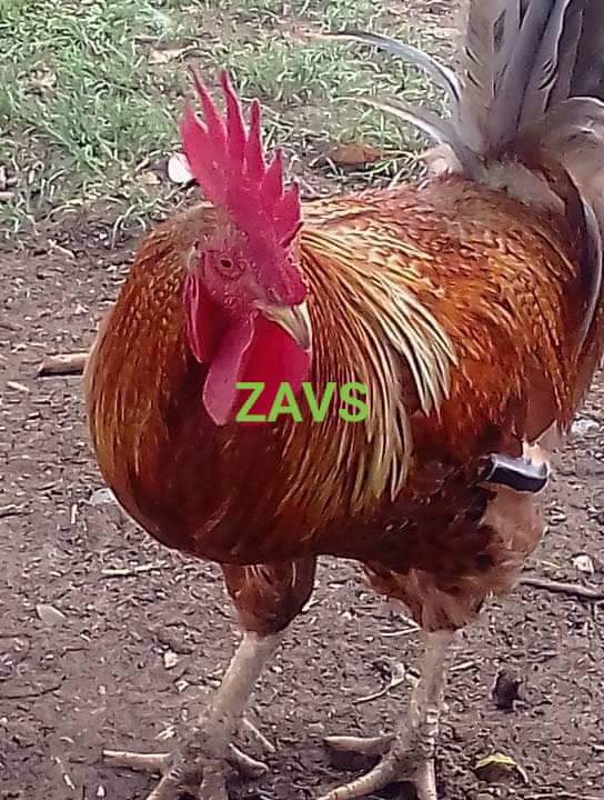 THE NIGERIAN INDIGENOUS CHICKEN BREEDS: FACTS ABOUT NIGERIAN CHICKEN BREEDS