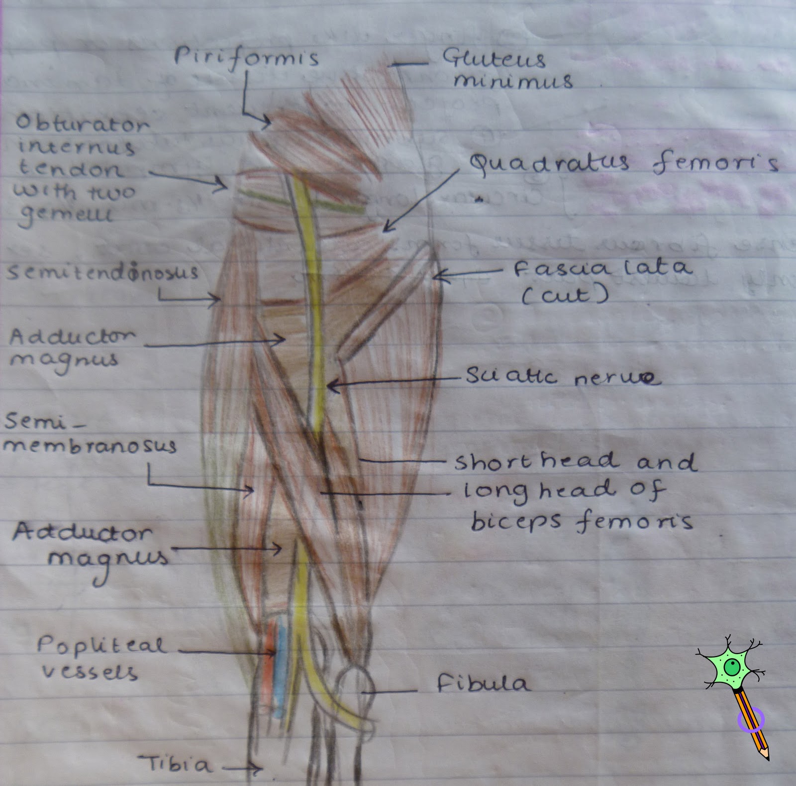 Sciatic Nerve Branches Mnemonic