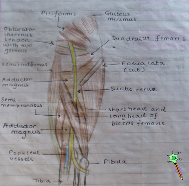 Medicowesome: Sciatic nerve distribution and Sciatica