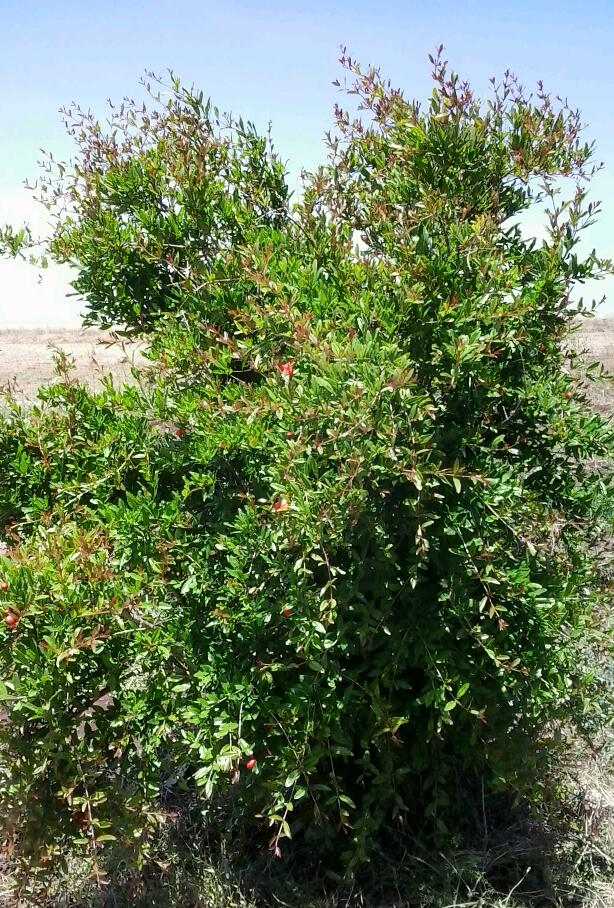 Le grenadier ( Punica granatum ) « Bint Al Atlas