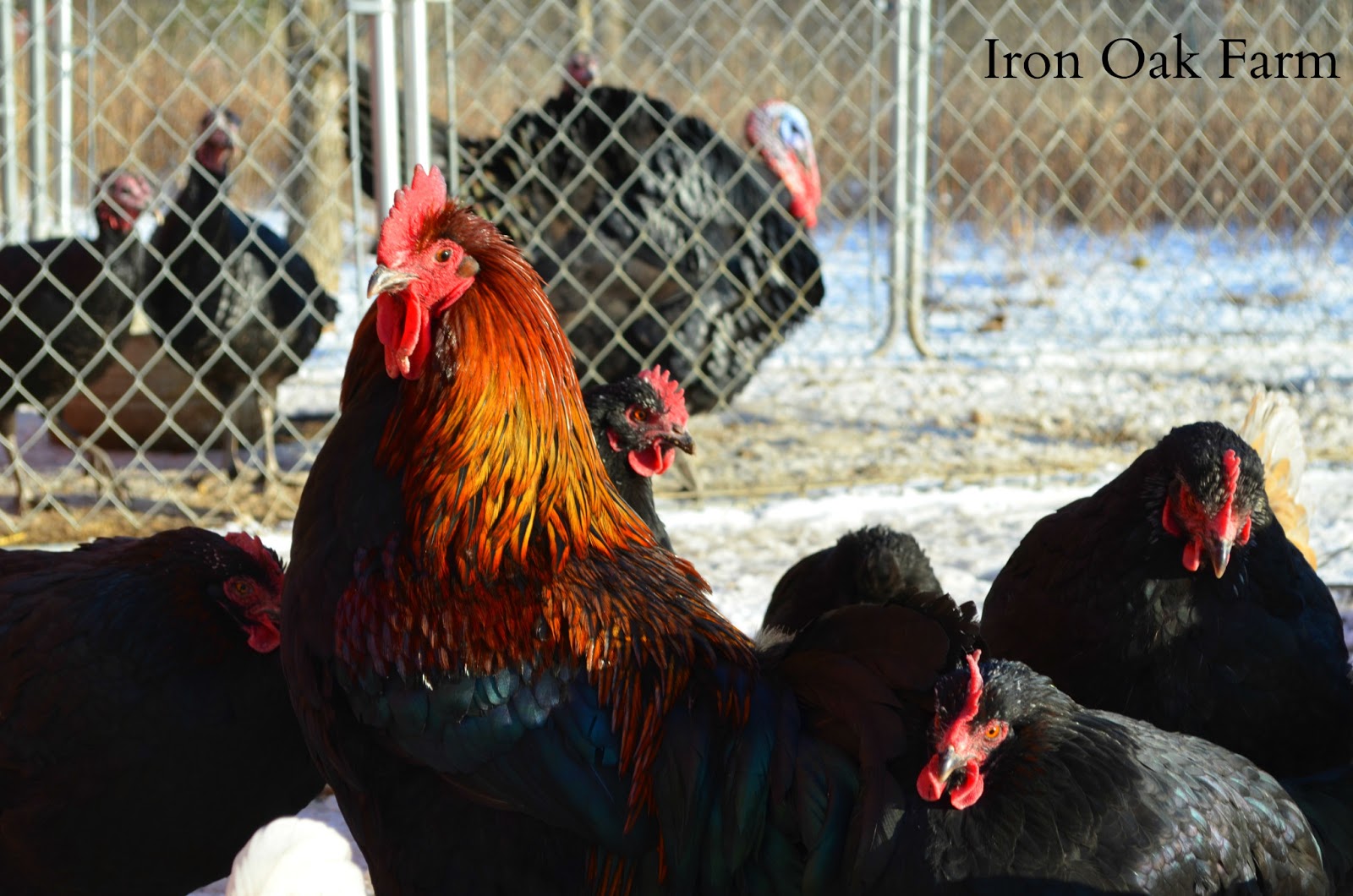 Turkey Terms | Community Chickens