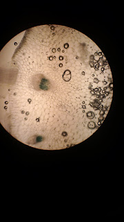 LABORATORIO DE CIENCIAS " PROFESORA CINTIA RUCH " : TRABAJANDO CON ...