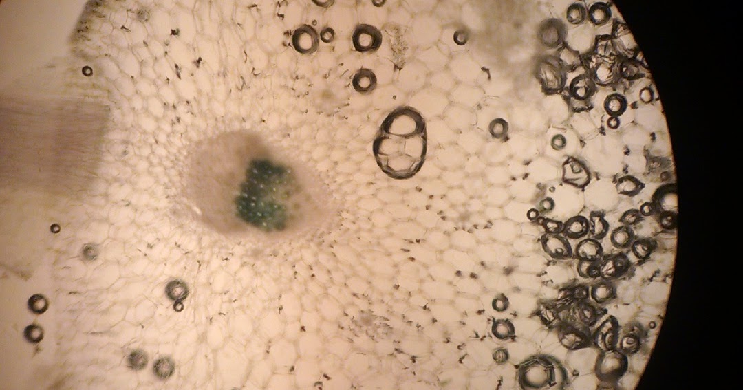 LABORATORIO DE CIENCIAS " PROFESORA CINTIA RUCH " : TRABAJANDO CON ...