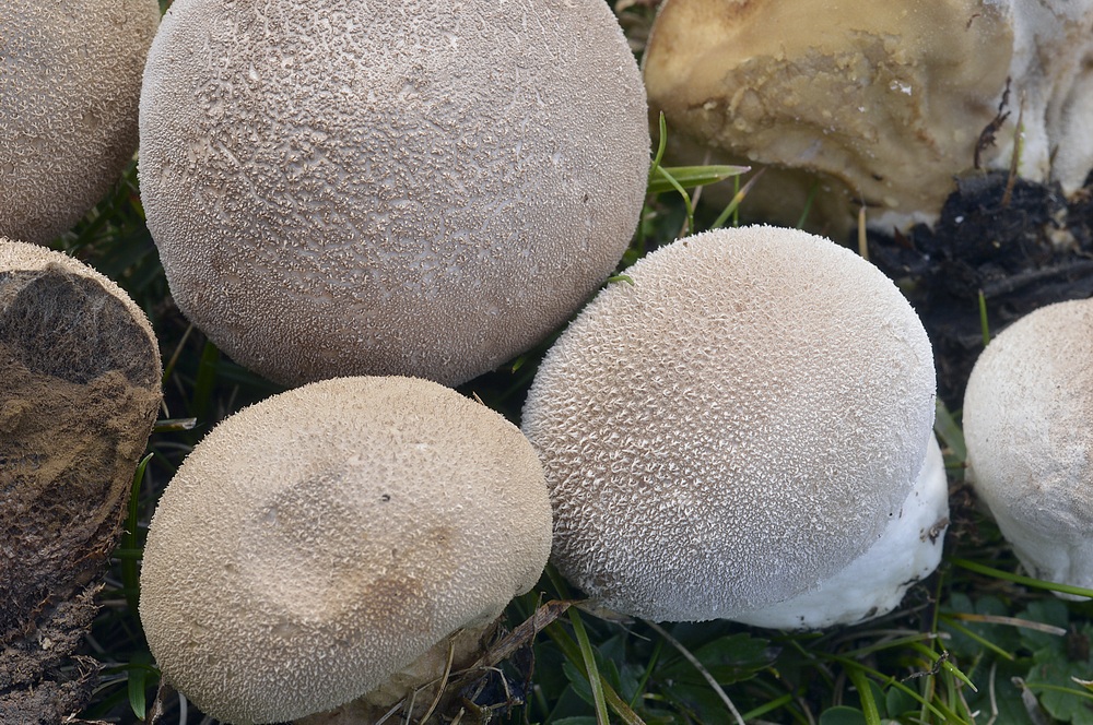 Lycoperdon molle Pers. y Lycoperdon ericaeum Bonord. • CEMAS