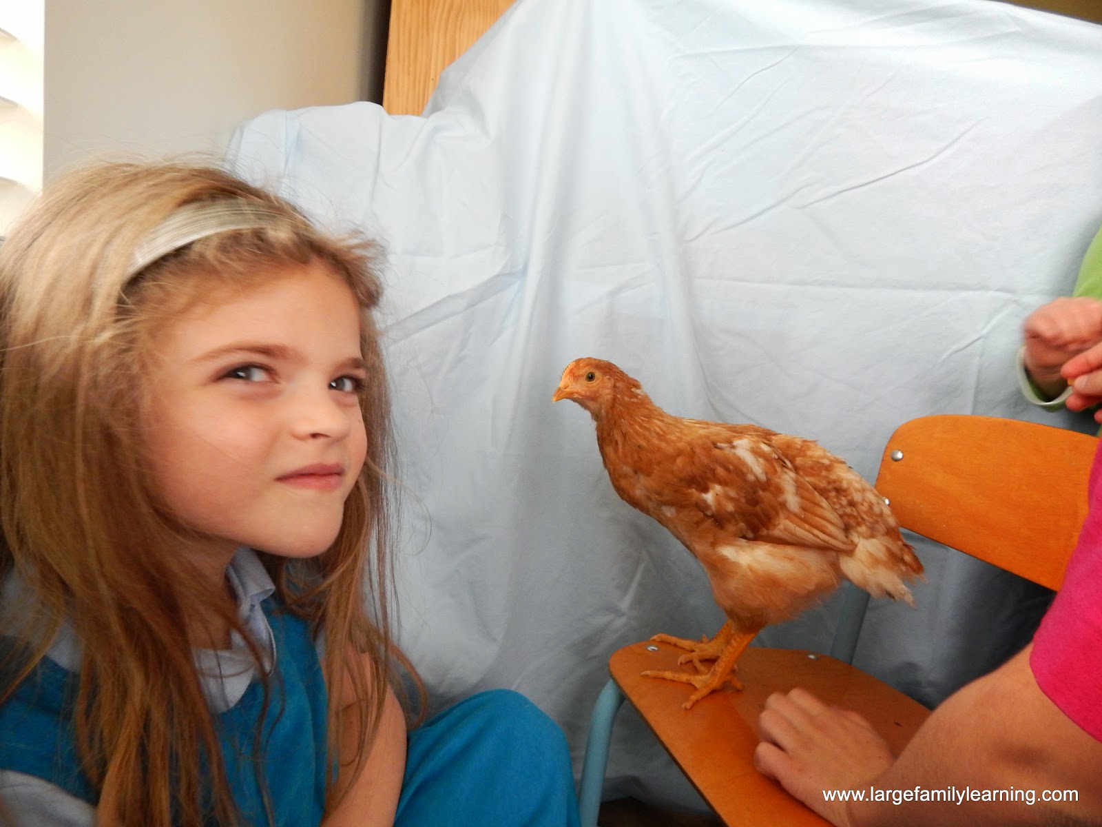 Large Family Learning : Raising Chickens: 6 Weeks Old