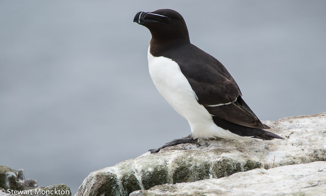 Paying Ready Attention - Photo Gallery: Wild Bird Wednesday 110 - Razorbill