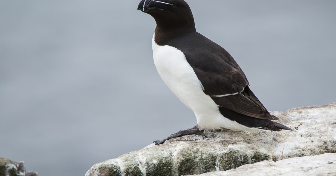 Paying Ready Attention - Photo Gallery: Wild Bird Wednesday 110 - Razorbill