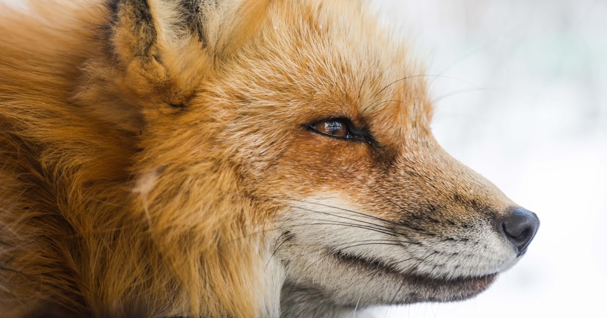 El zorro, el animal que atesoraba el poder en sus colas