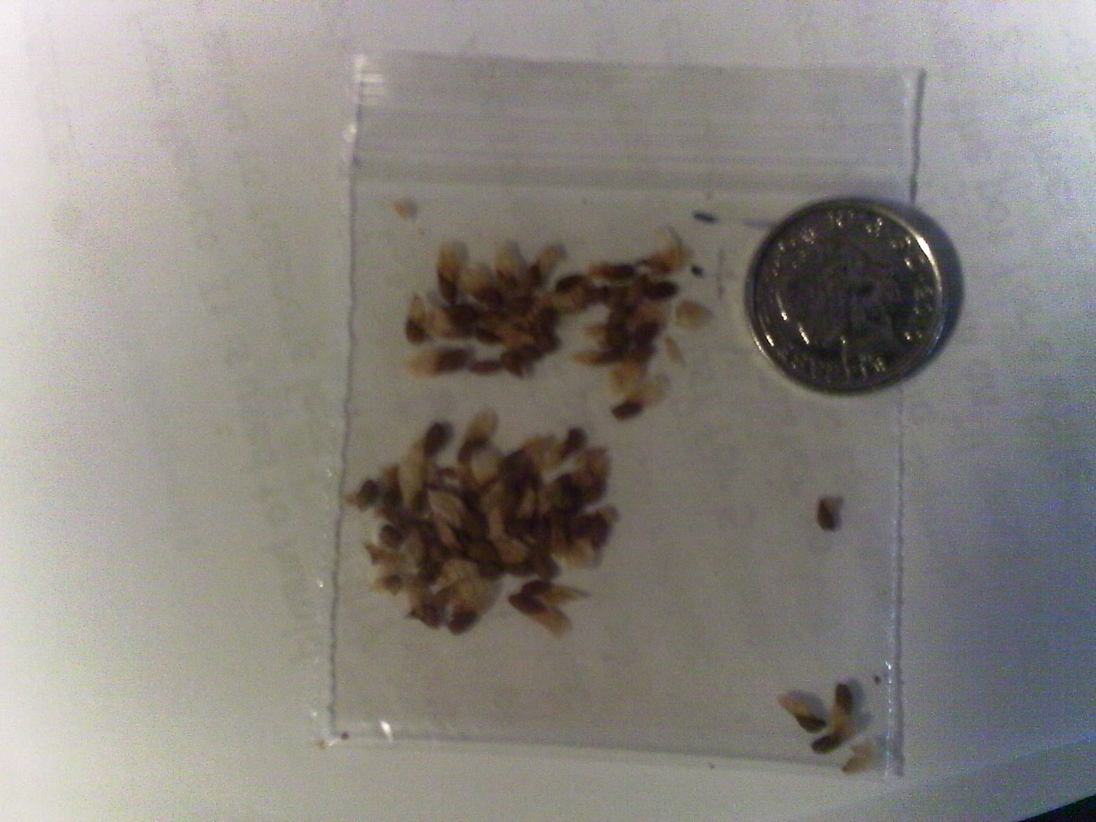 the-mush-room.co.uk: Growing Khat TEK