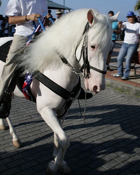 Photo and video library: Album foto kuda yang cantik