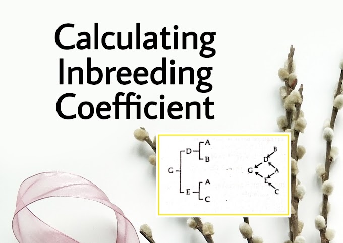 Calculating Inbreeding Coefficient_Syekat Fish World