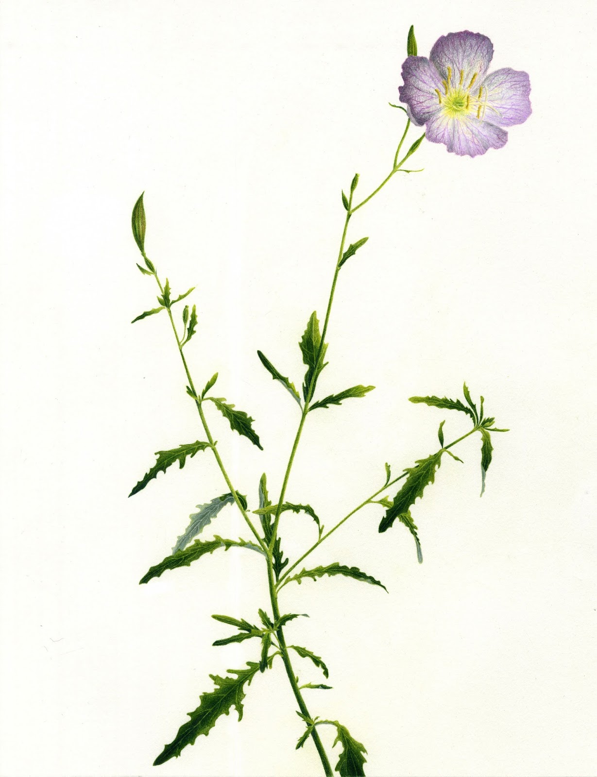 Allison K. Walker Art & Illustration: Evening Primrose from Alcatraz Island