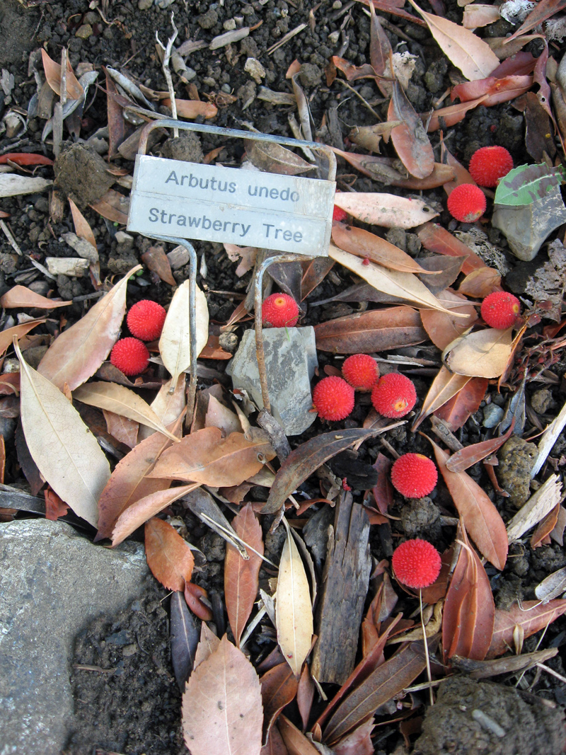 Willits Photo Overflow: Strawberry Tree Positive Identification