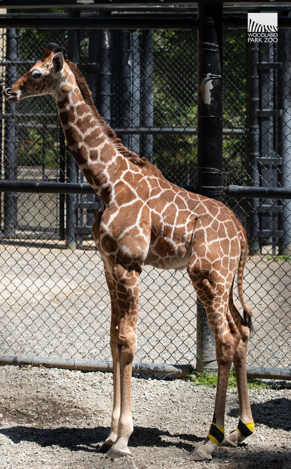 Hasani's shoes removed after baby giraffe's feet abnormalities improve