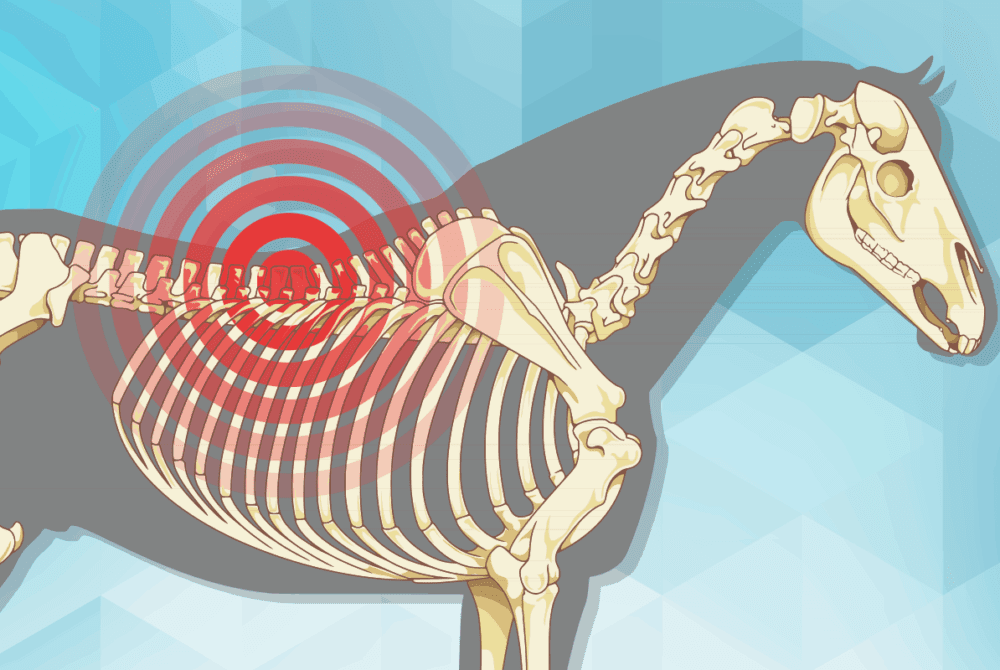 La equitación y el mundo del caballo.: Dolor en la espina dorsal del ...