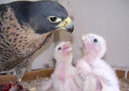 Animales Depredadores: El halcon