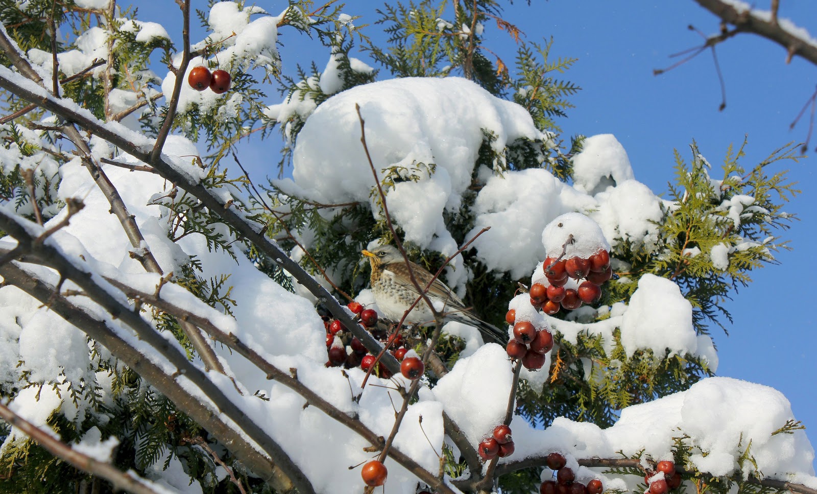 Travel & Adventures: Moscow, Russia, four seasons. The Nature of Moscow ...