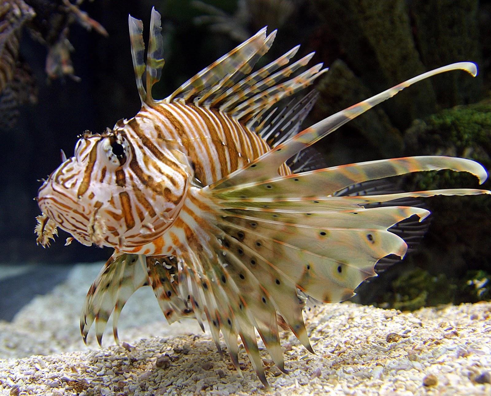 A.R.I - AQUATIC RANGER INSPIRATION: OSTEICHTHYES