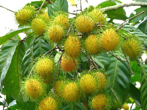 Wahai Tetangga Pemilik Pohon Rambutan | Blog Agus Mulyadi