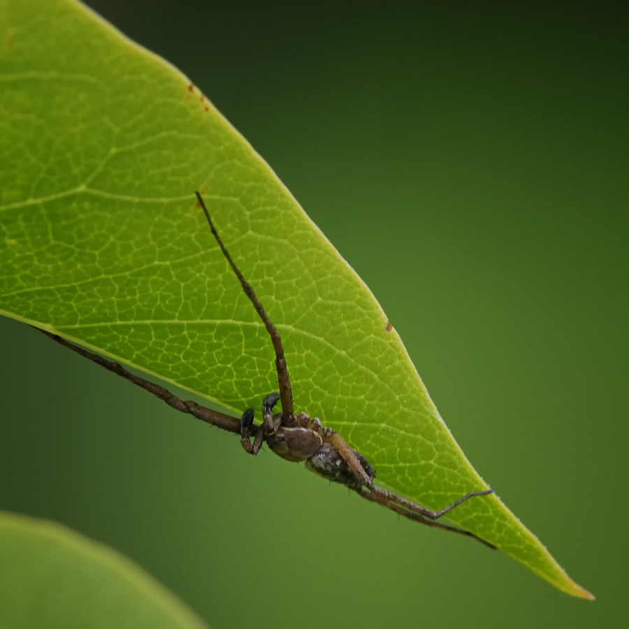 Knuts tips om makrofotografering: Edderkopper