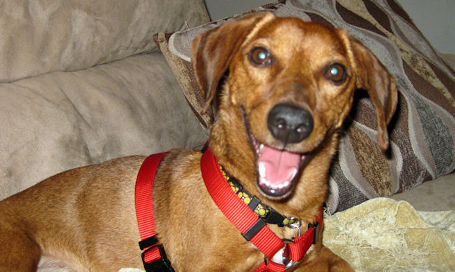 The Long and Short of it All: A Dachshund Dog News Magazine: The ...