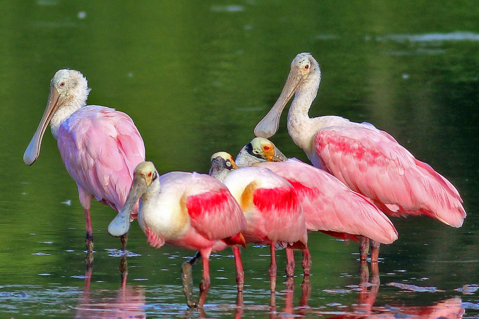Dallas Trinity Trails: Roseate Spoonbills Wild Passage To The Great ...