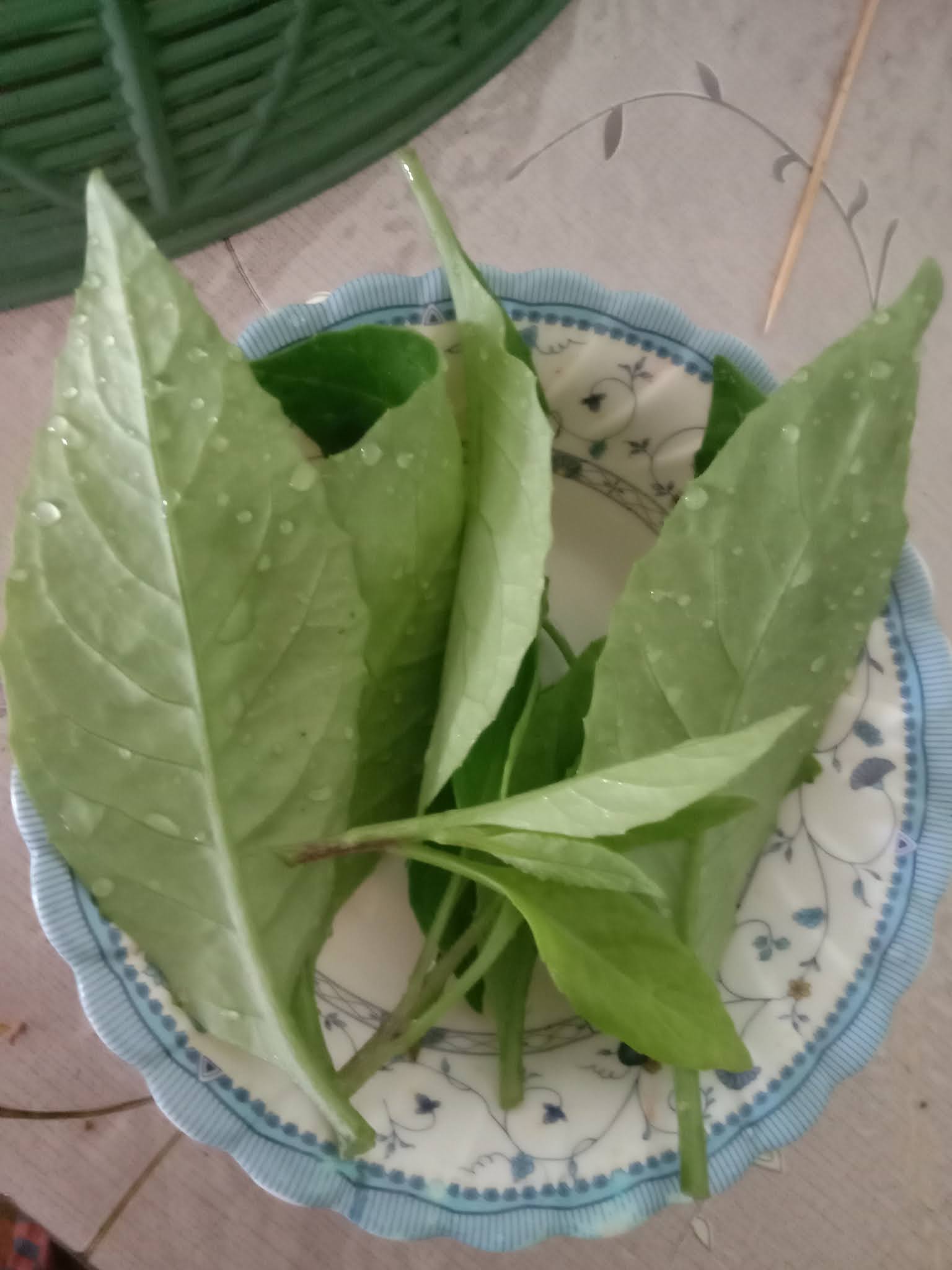 UMMI JOURNEY: Tanaman Rumah Flat : Ulam Sambung Nyawa, cara tanam dan ...