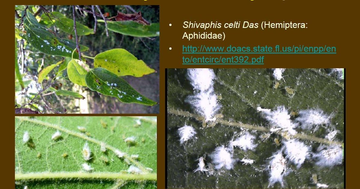 Bexar County Entomology: White Fluff Floating in the Air