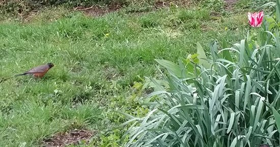 From Lois' Hands: Welcome Robins!