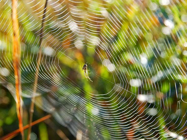 Applied Genetics: Transgenic Goats for Spider Silk: How Can Transgenic ...