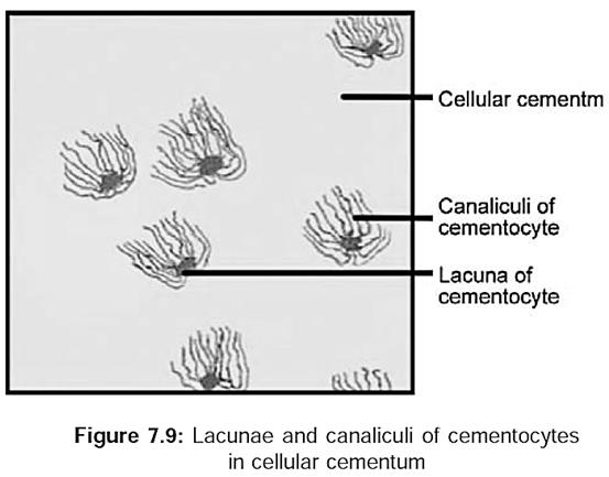 cementum structure (2) l Oral histology & biology MCQs for dental ...