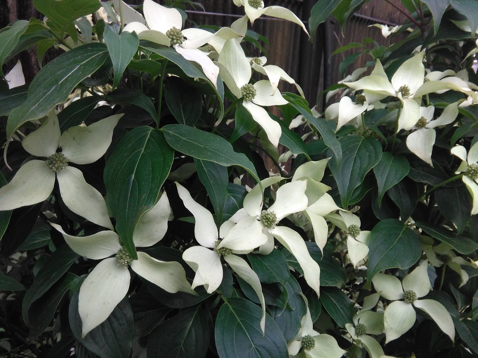 Donna di Piante: I Cornioli asiatici: Cornus kousa e Cornus controversa