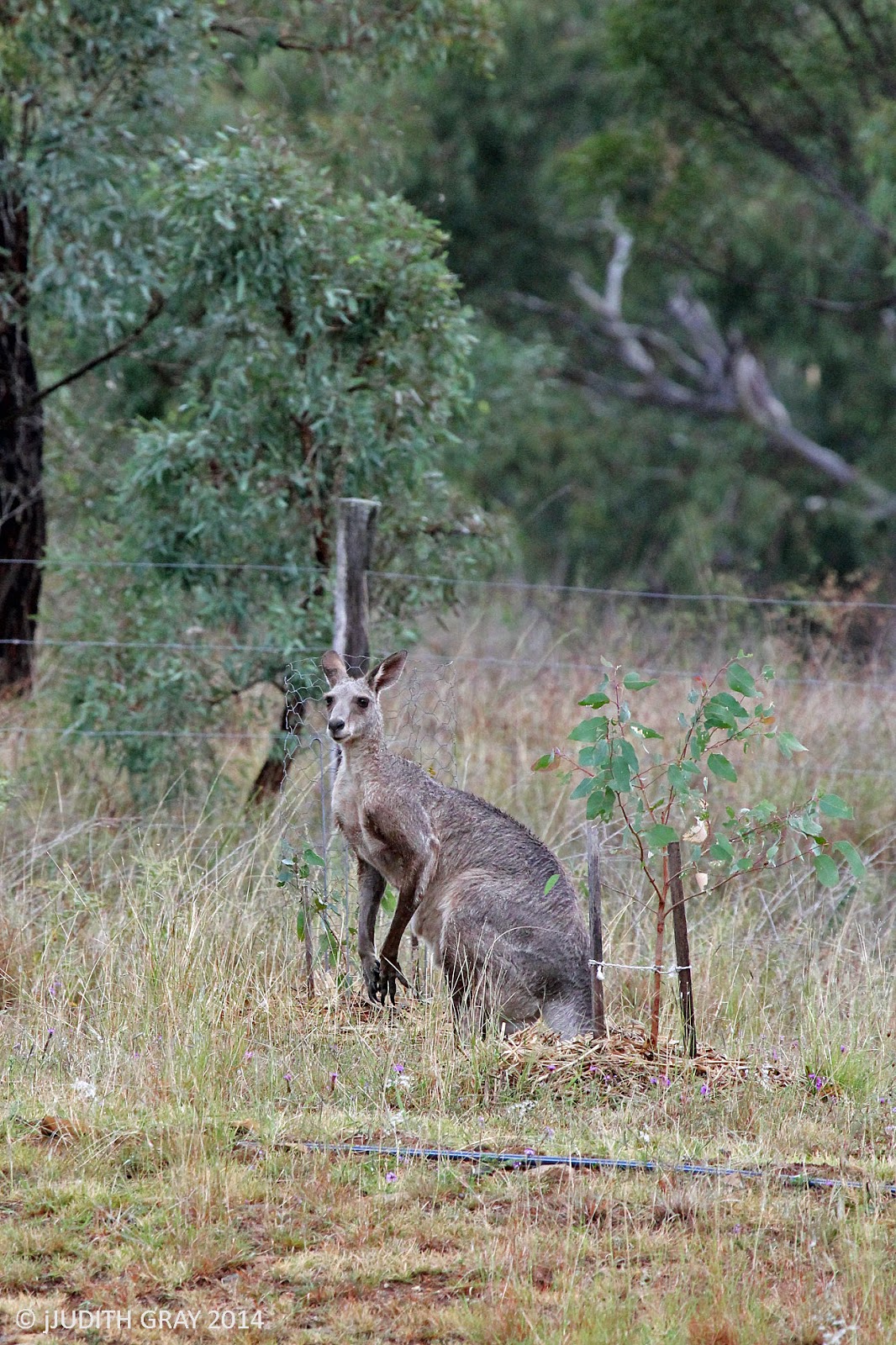 Eastern Grey Kangaroo's and those Boxing Red-Necked Wallabies again 18 ...