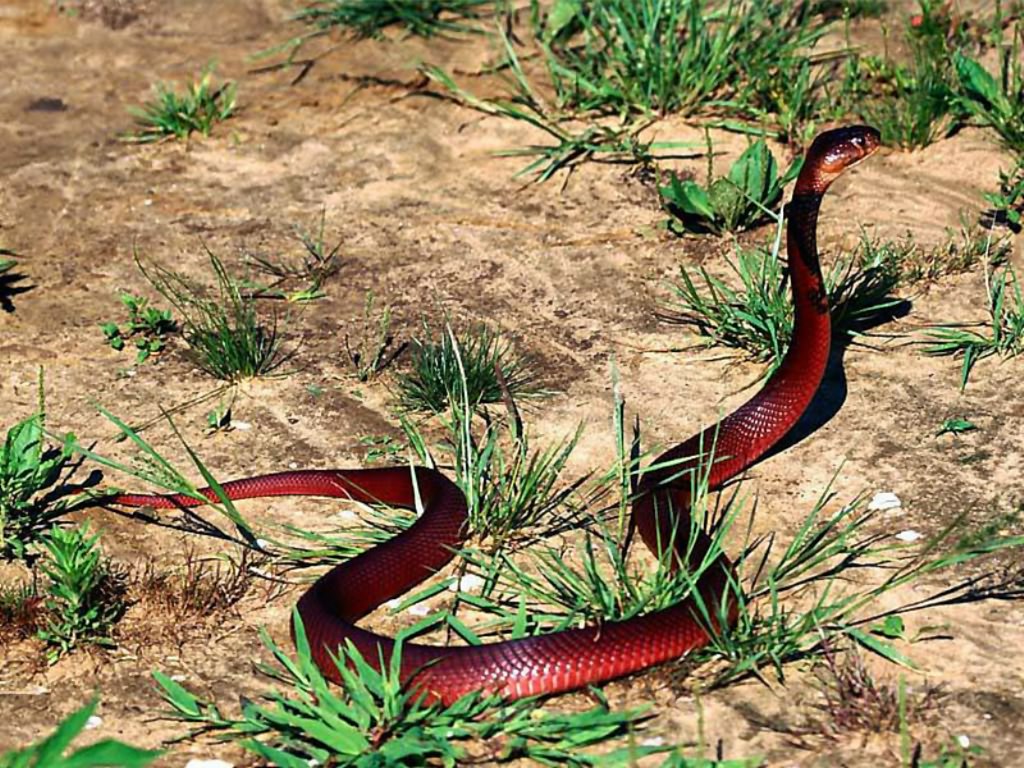Red Snake | Wild Life Adventures
