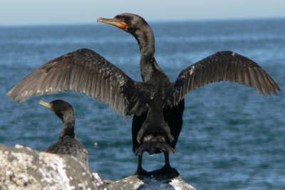 Cormorant Birds Info And Pictures | All Wildlife Photographs