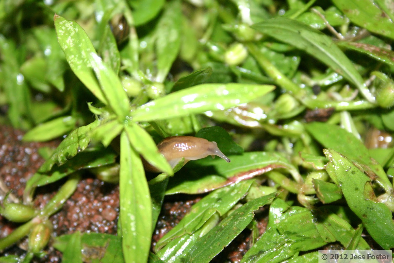 Sluggin' Along: Slug Pool Party