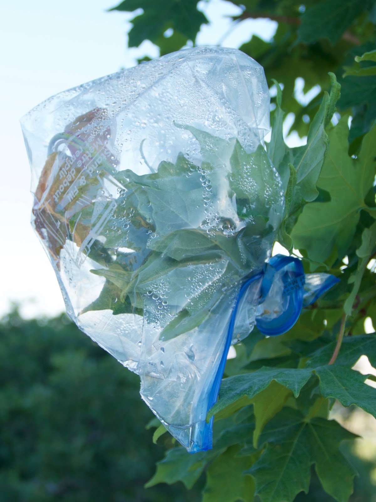 Transpiration Experiment for The Water Cycle - Teaching Science with ...