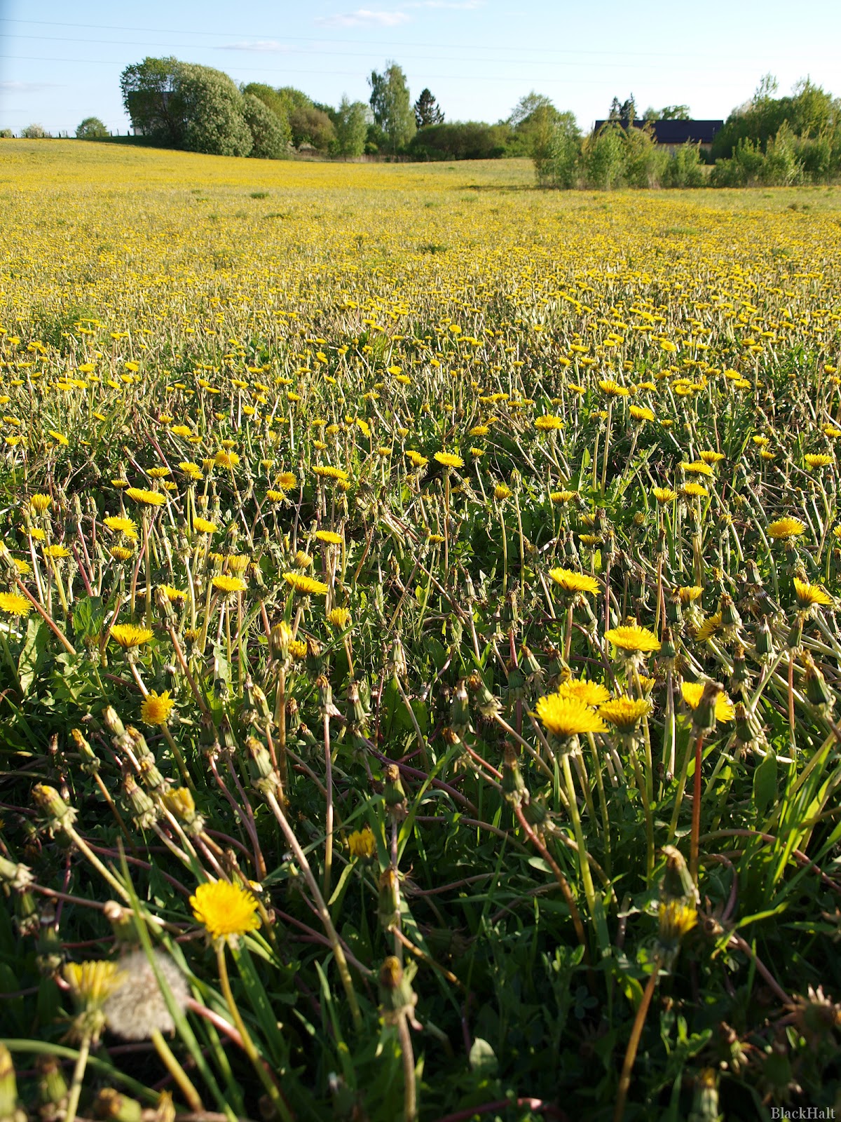 Pusaizvērušās pienenes - PhotoBlogSite