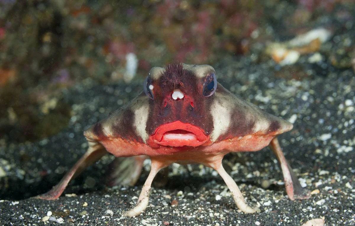 RED LIPPED BATFISH photos - wallpapers (ανανεωμένο) | the fun bank