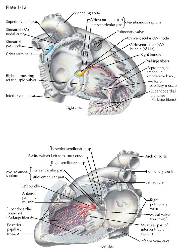Specialized Conduction System of Heart - pediagenosis