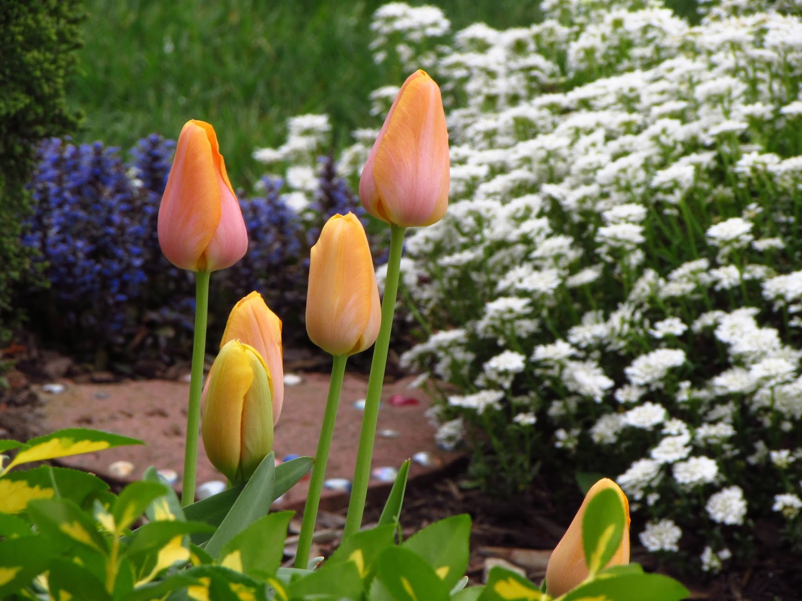 Life In Robin's Nest: Spring Glory