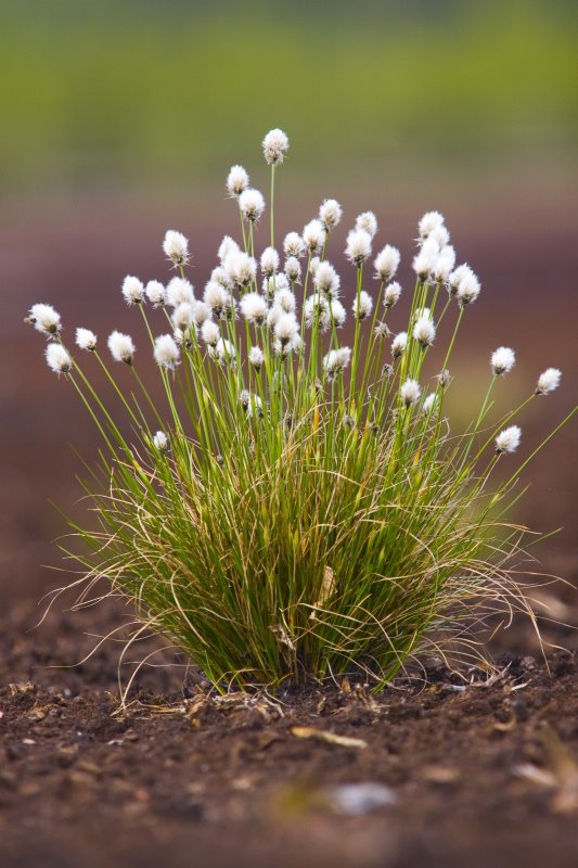Toomas Mastik Photography: Tupp-villpea (Eriophorum vaginatum)