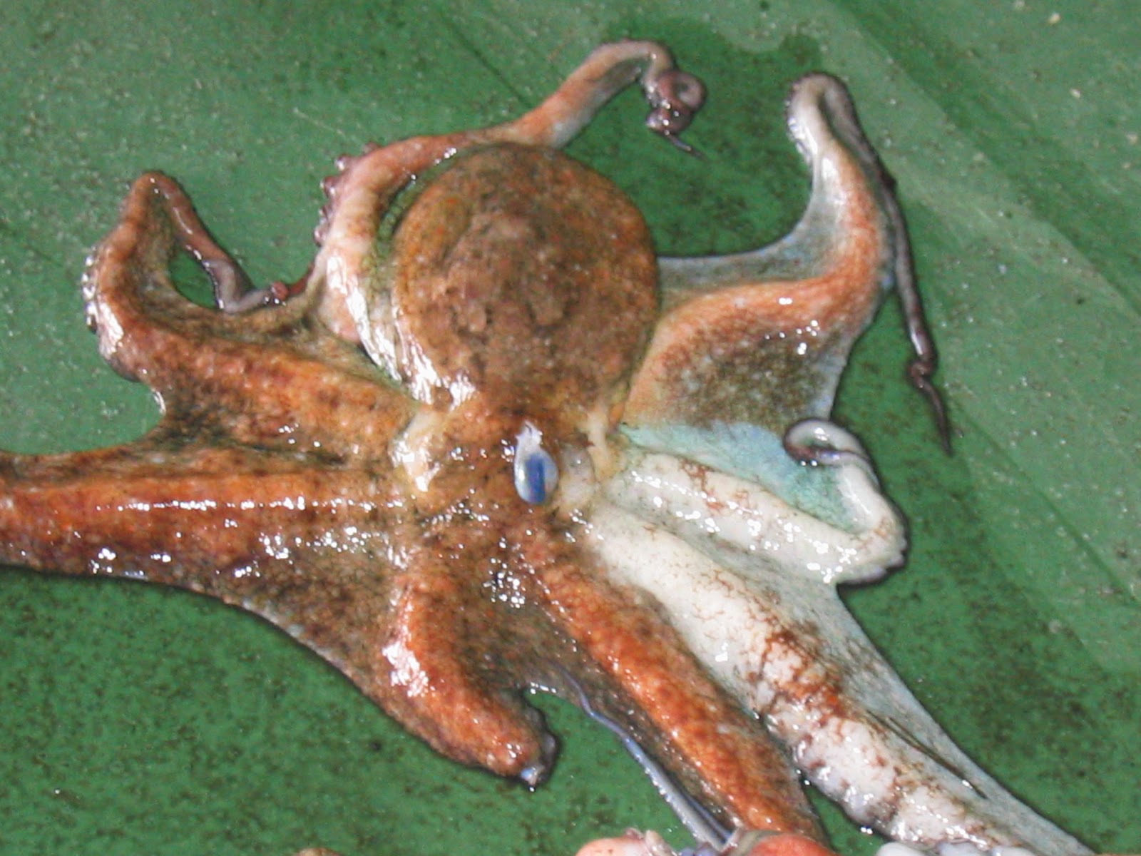 El rincón de Mundín: LOS CEFALÓPODOS: EL CALAMAR, LA JIBIA Y EL PULPO