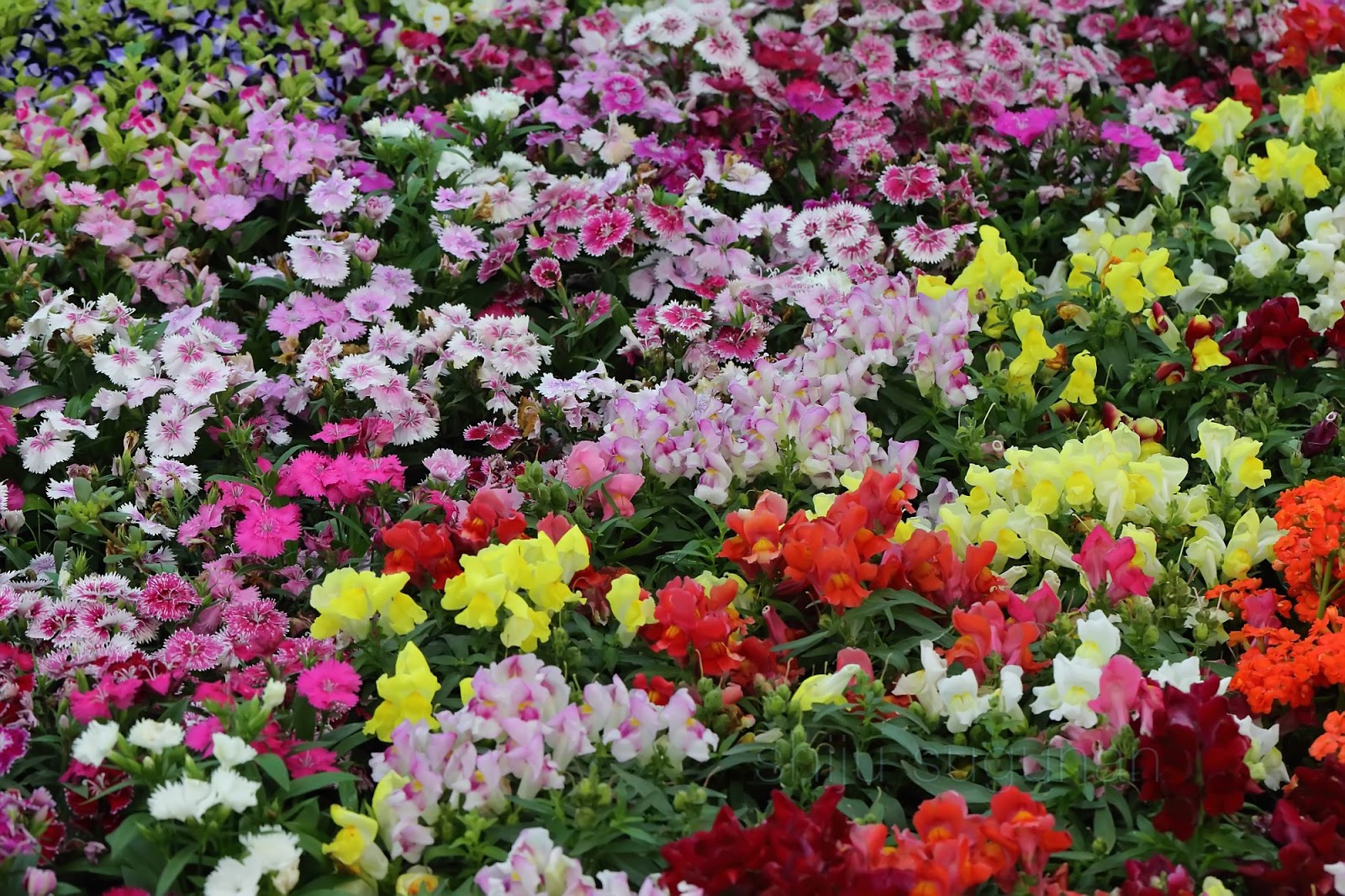 Cranium Bolts: Lalbagh flower show 2020