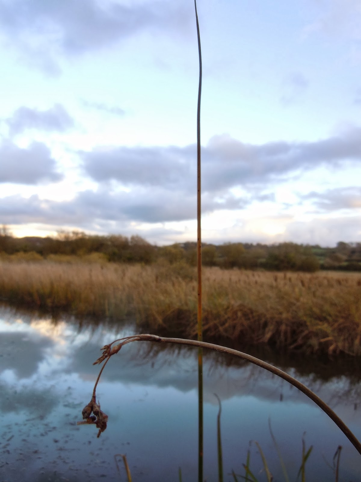The Wetland Conservation Diary (UK): Macrophytes of the Malltraeth ...