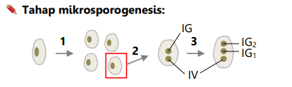 Wety Yuningsih: Materi Gametogenesis Bab Reproduksi Sel (Pembelahan Sel ...