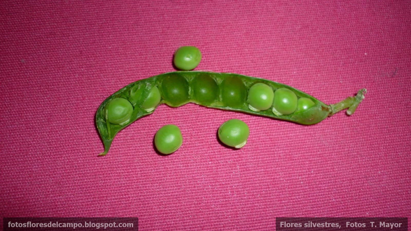 Flores y plantas silvestres: " Vicia lutea ". Arveja amarilla ...