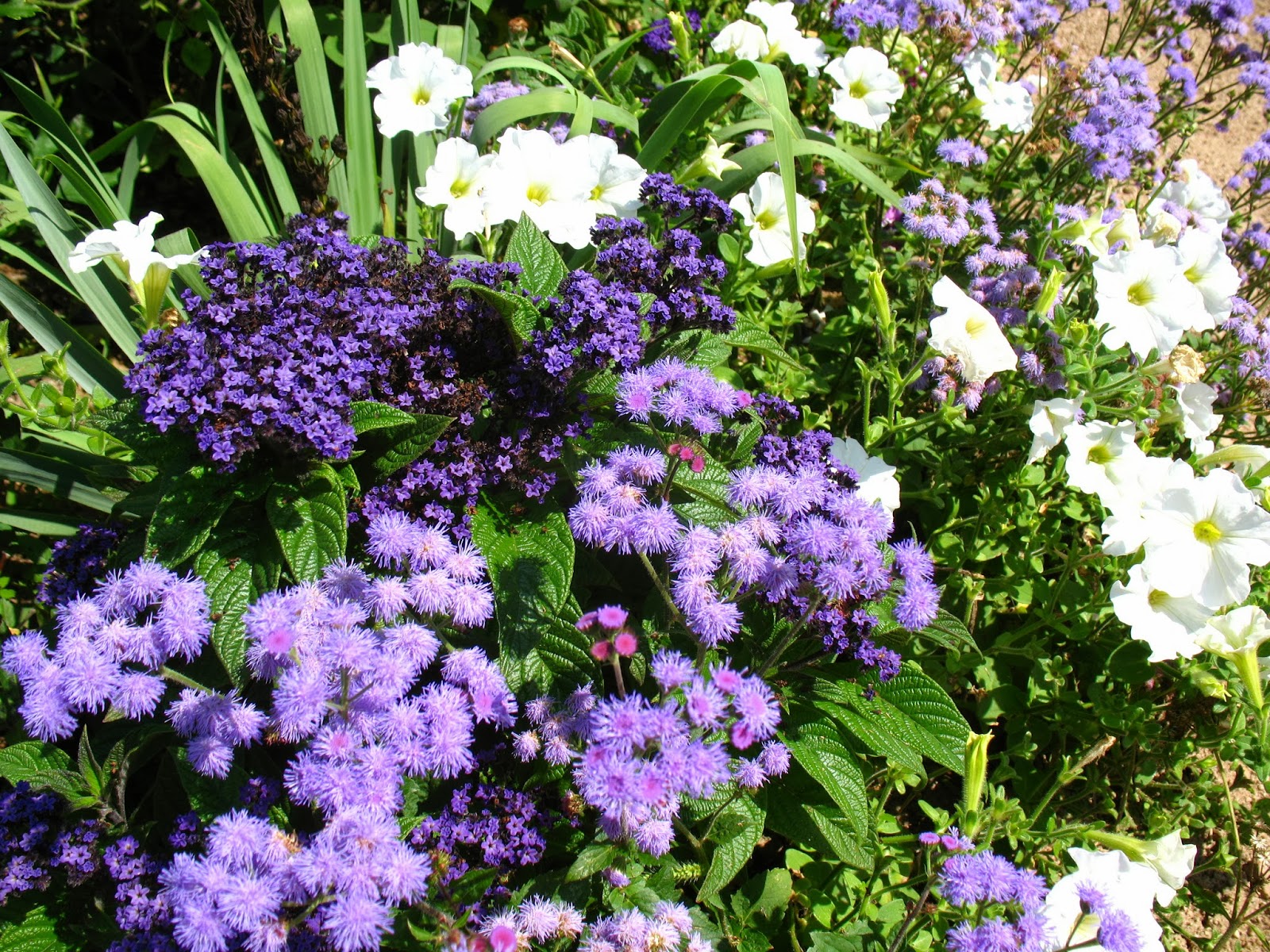 Roses du jardin Chêneland: Héliotrope "Marine"